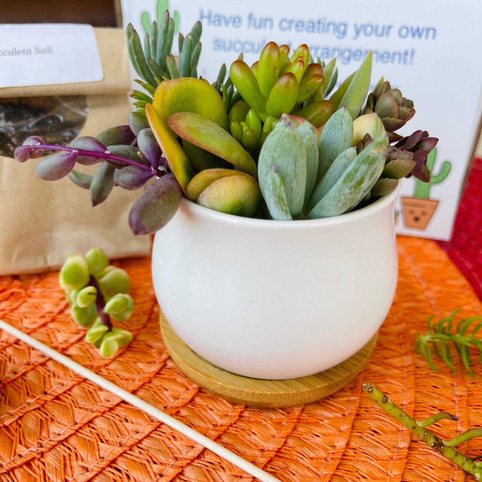 Live Succulent Garden DIY Kit 2.5 White Pot & Tray - Etsy