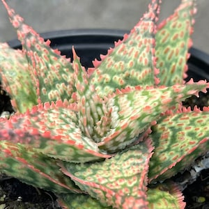 Aloe 'firecracker' 4 Bright, Easy-care Live Succulent Plant for Mini ...