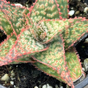 Aloe 'firecracker' 4 Bright, Easy-care Live Succulent Plant for Mini ...