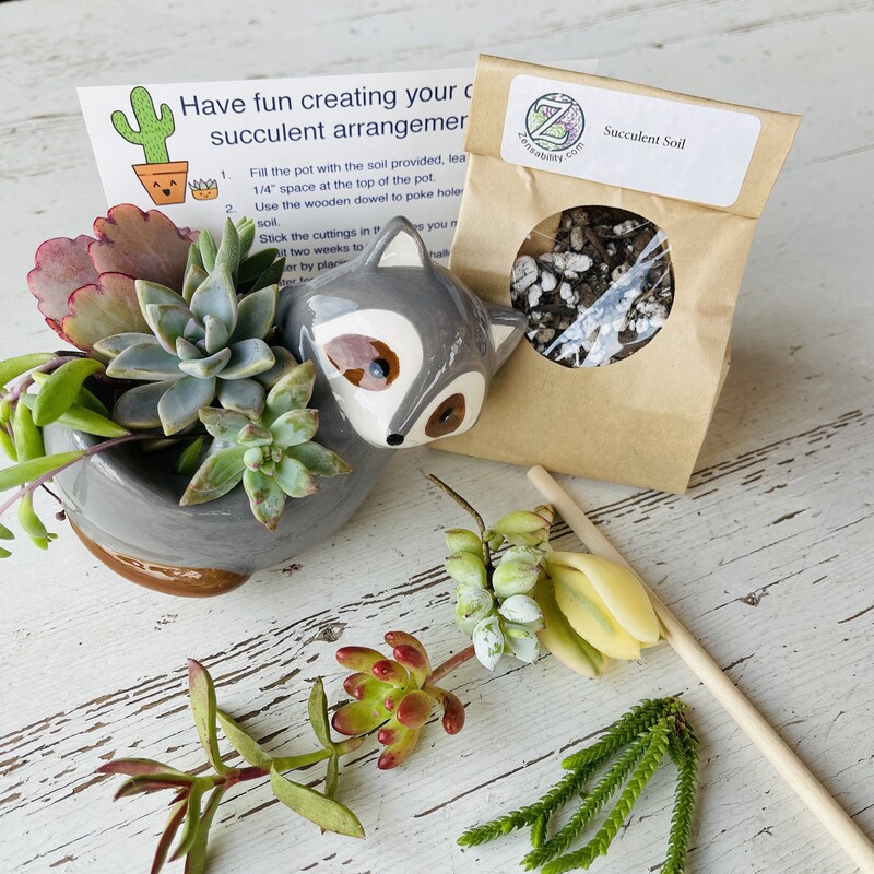 Succulent Kits - Etsy