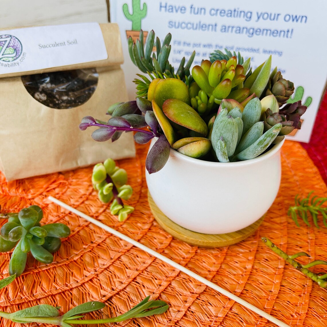Live Succulent Garden DIY Kit 2.5 White Pot & Tray - Etsy