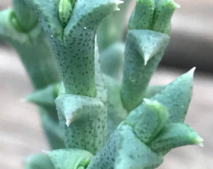 Ruschia Uncinata Succulent Plant, Rooted LIVE Plant, Terrarium ...