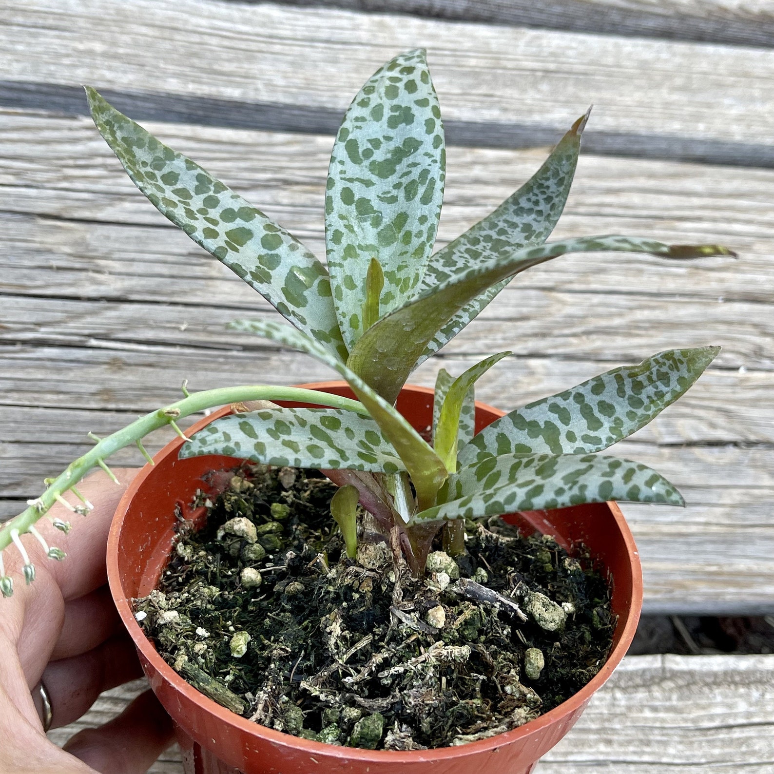 Ledebouria Socialis 'silver Squill' Live Rooted - Etsy