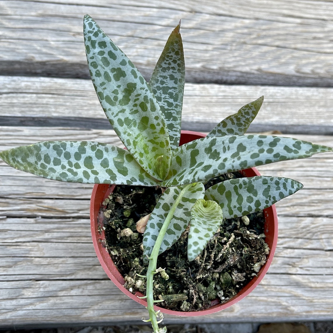 Ledebouria Socialis 'silver Squill' Live Rooted - Etsy