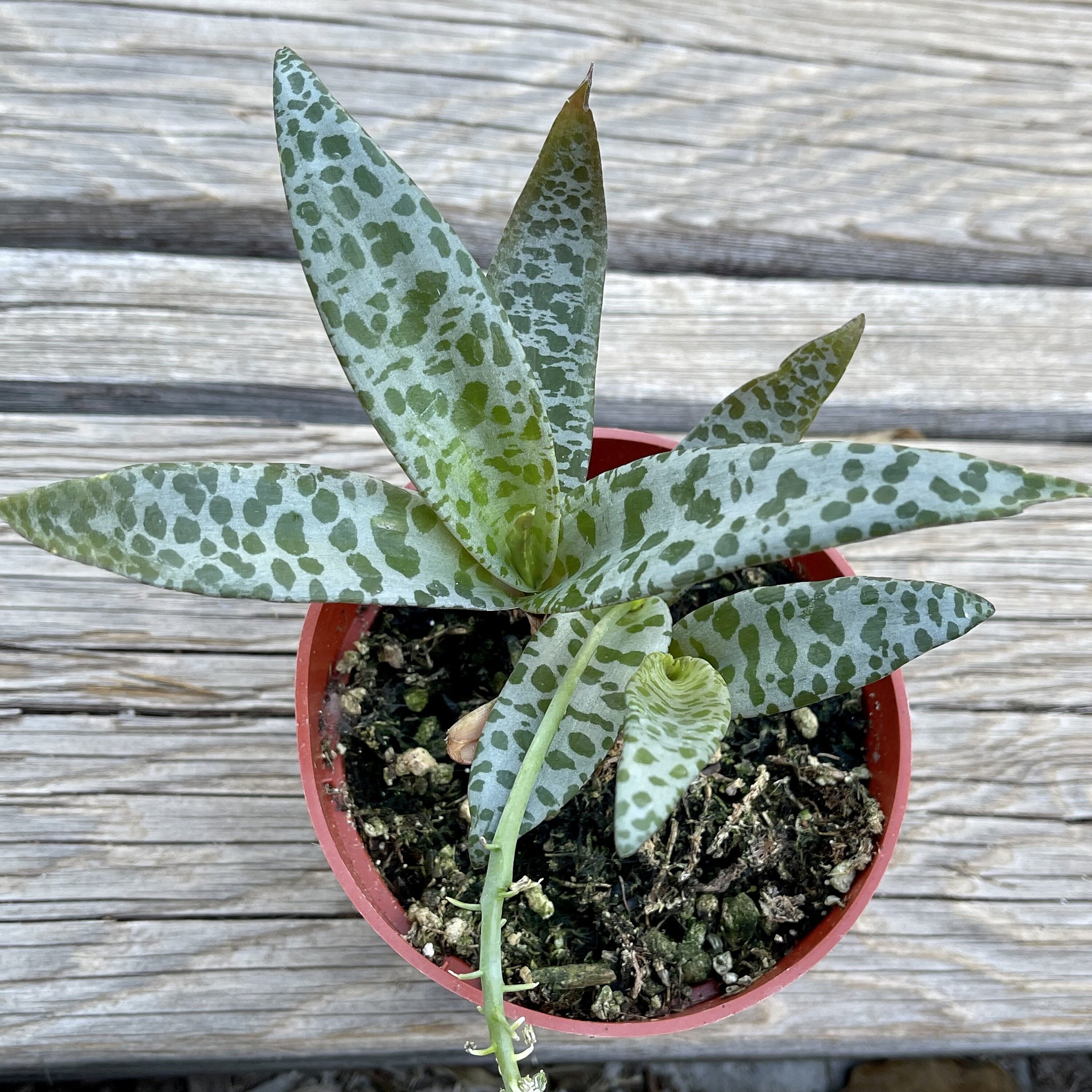 Ledebouria Socialis 'silver Squill' Live Rooted - Etsy