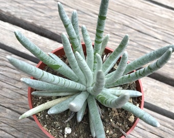 Senecio Succulent | Etsy