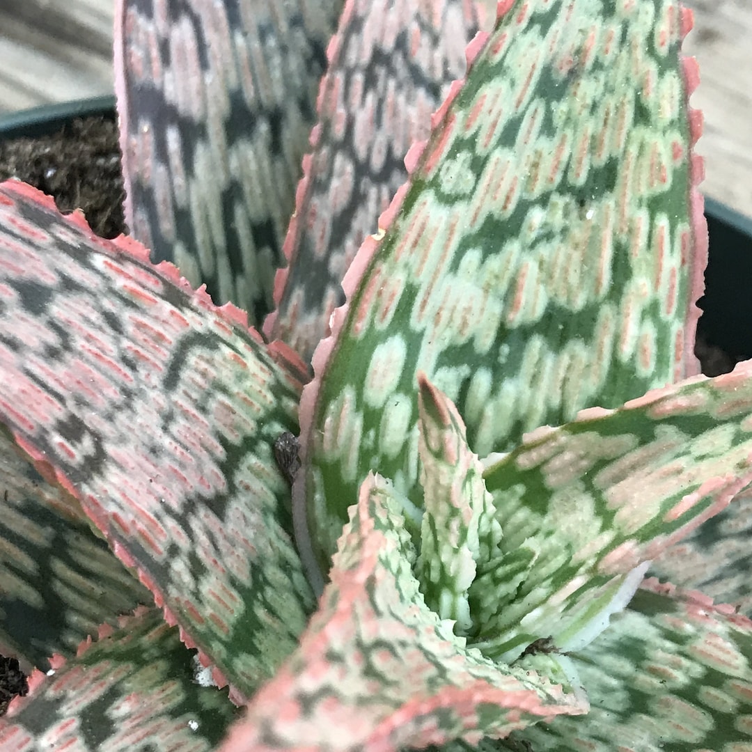 Aloe pink Blush Hybrid 6 Live Colorful Succulent Plant - Etsy
