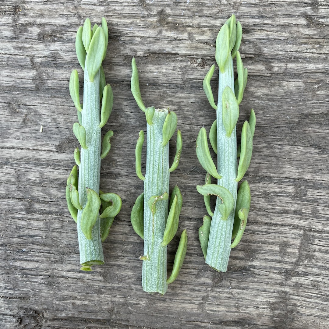 Succulent Cuttings - Senecio Longiflorus 'paintbrush Flower' (4 ...