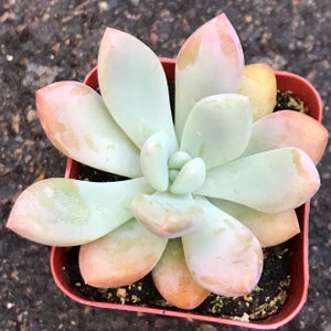 Graptoveria 'opalina' 2 Small Live Rooted - Etsy