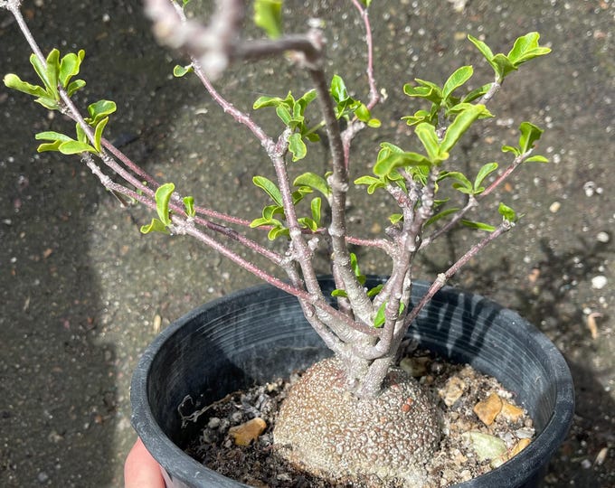 Fockea Edulis 1 Gal, Rare Unique Caudex Succulent (plant Pictured) Live ...