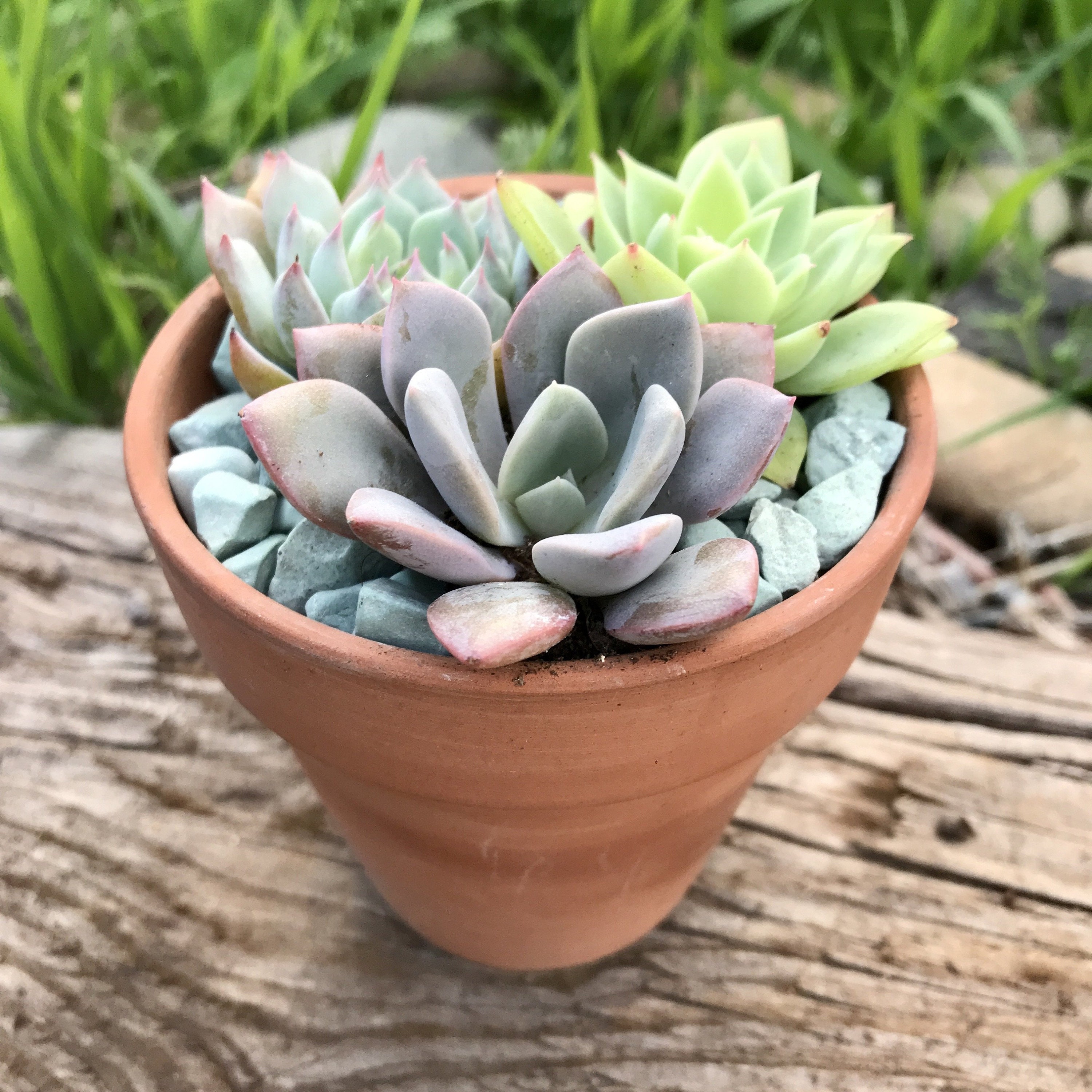 Succulent Arrangement potted Pastel Rosettes 3 - Etsy