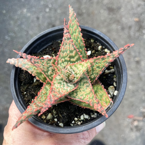 Firecracker Plant - Etsy