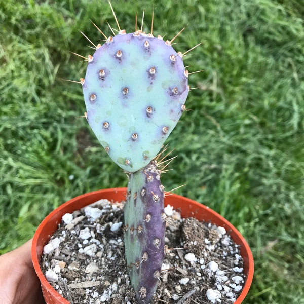 Purple Cactus - Etsy