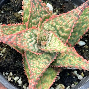 Aloe 'firecracker' 4 Bright, Easy-care Live Succulent Plant for Mini ...