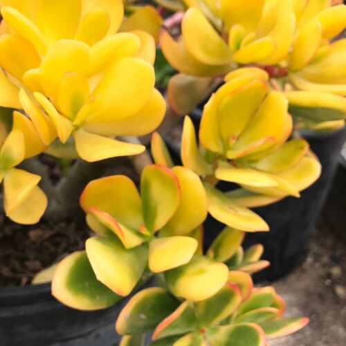 Crassula Ovata Hummel's Sunset / Golden Jade - Etsy