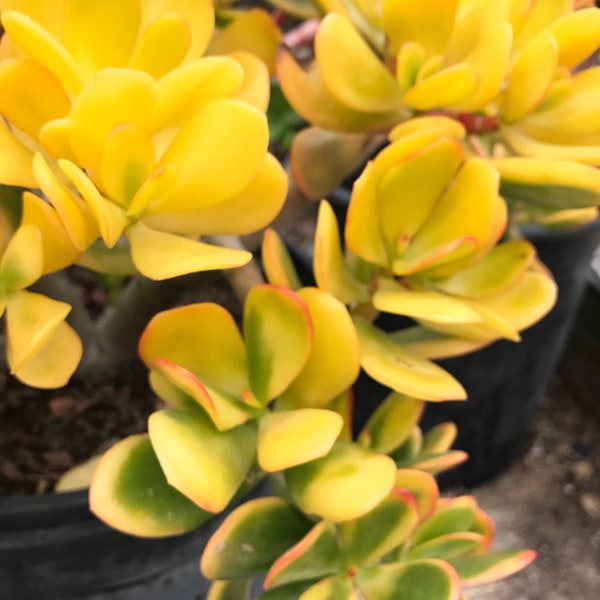 Crassula Ovata Gollum - Etsy