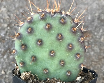 Baby Rita Cactus | Etsy