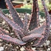 Aloe 'firecracker' 4 Bright, Easy-care Live Succulent Plant for Mini ...