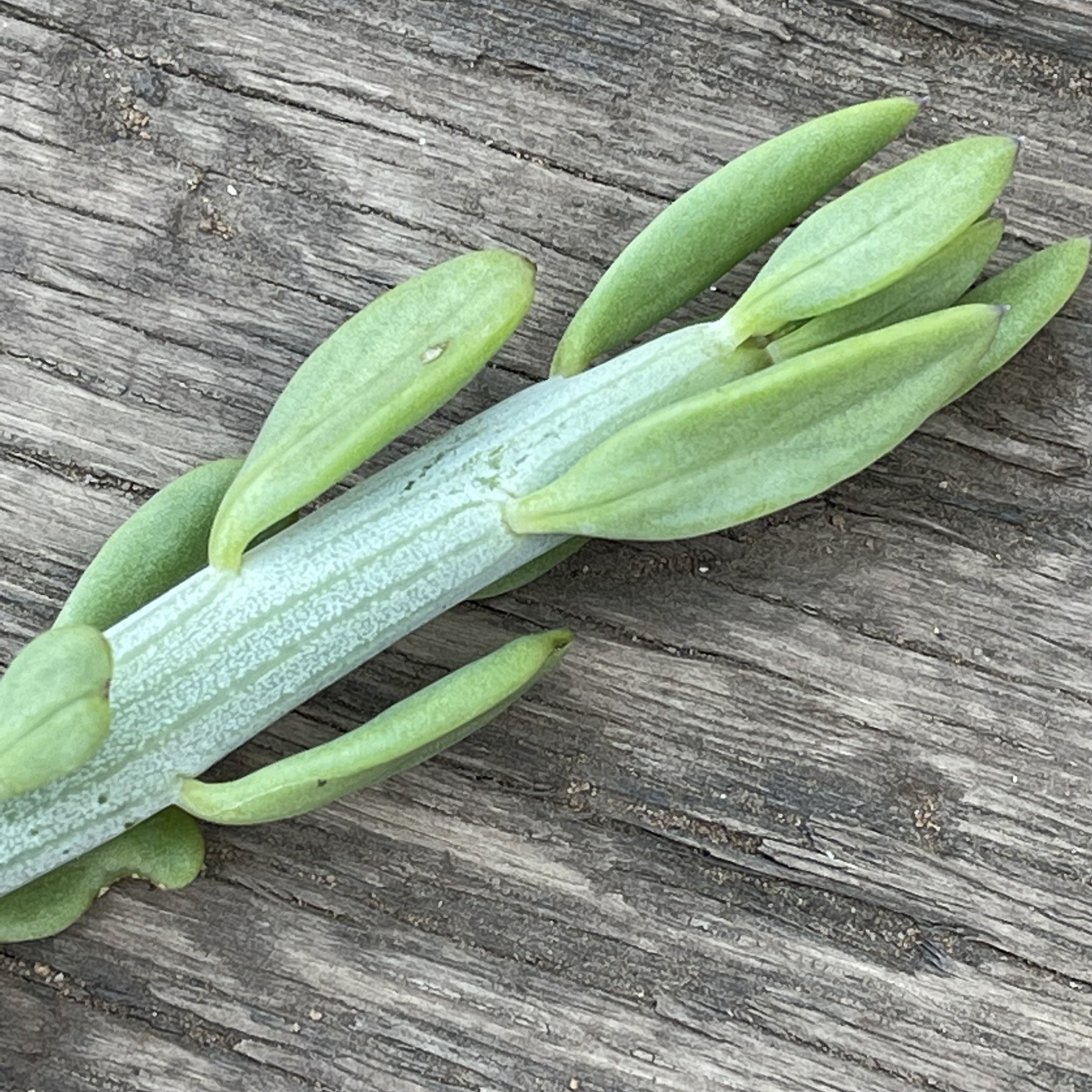 Succulent Cuttings Senecio Longiflorus 'paintbrush | Etsy
