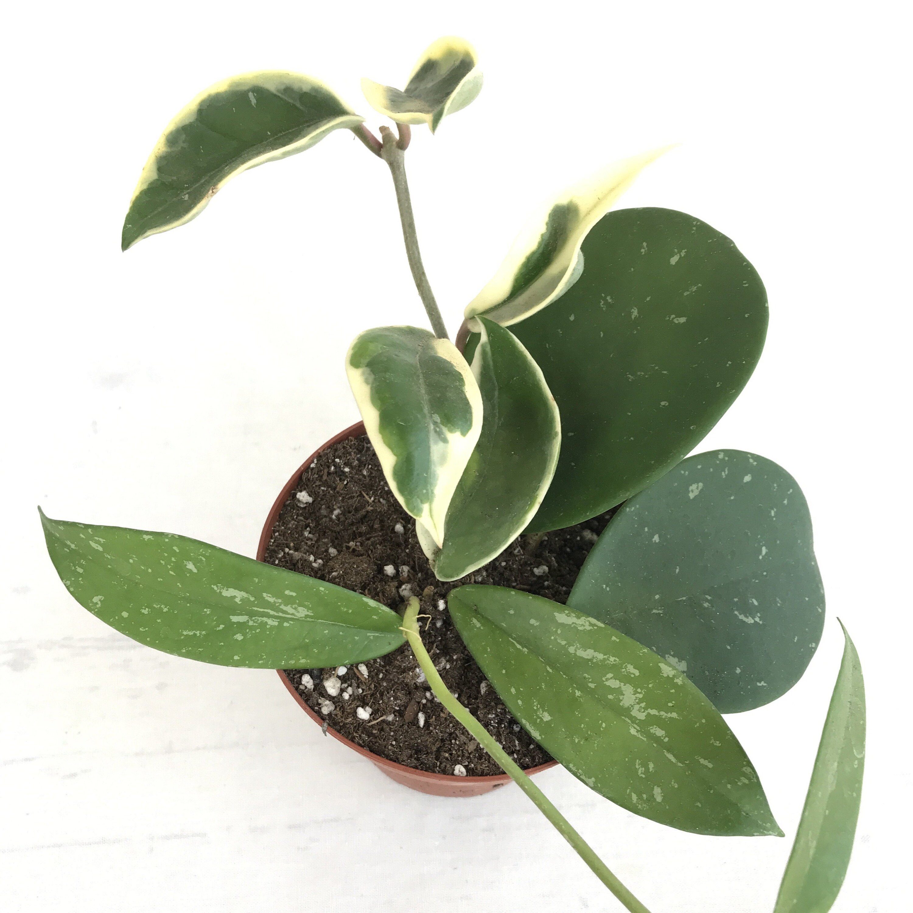 Hoya Variety Starter Set 24 Three Types of Hoya House - Etsy