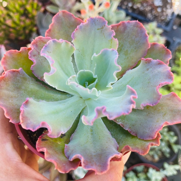 Live Succulent Plant - Etsy