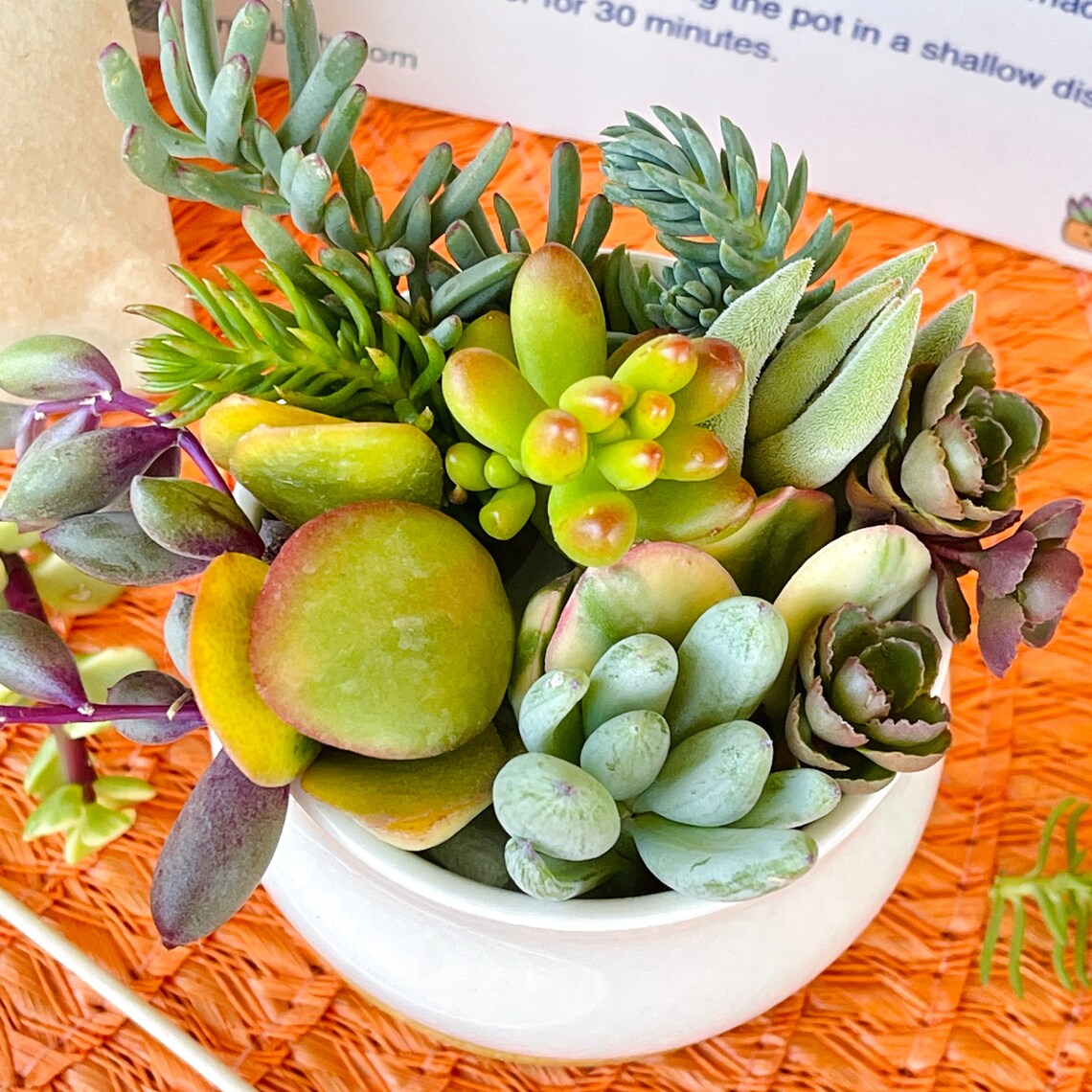 Live Succulent Garden DIY Kit 2.5 White Pot & Tray - Etsy