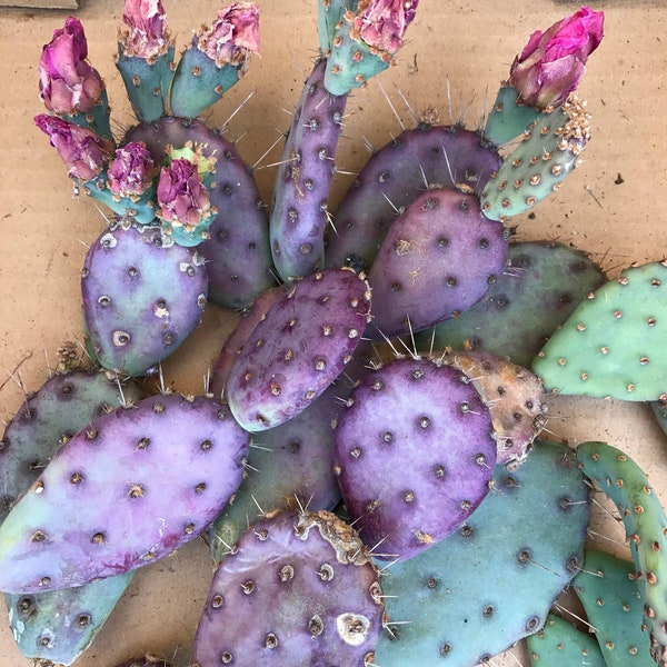 Purple Cactus - Etsy