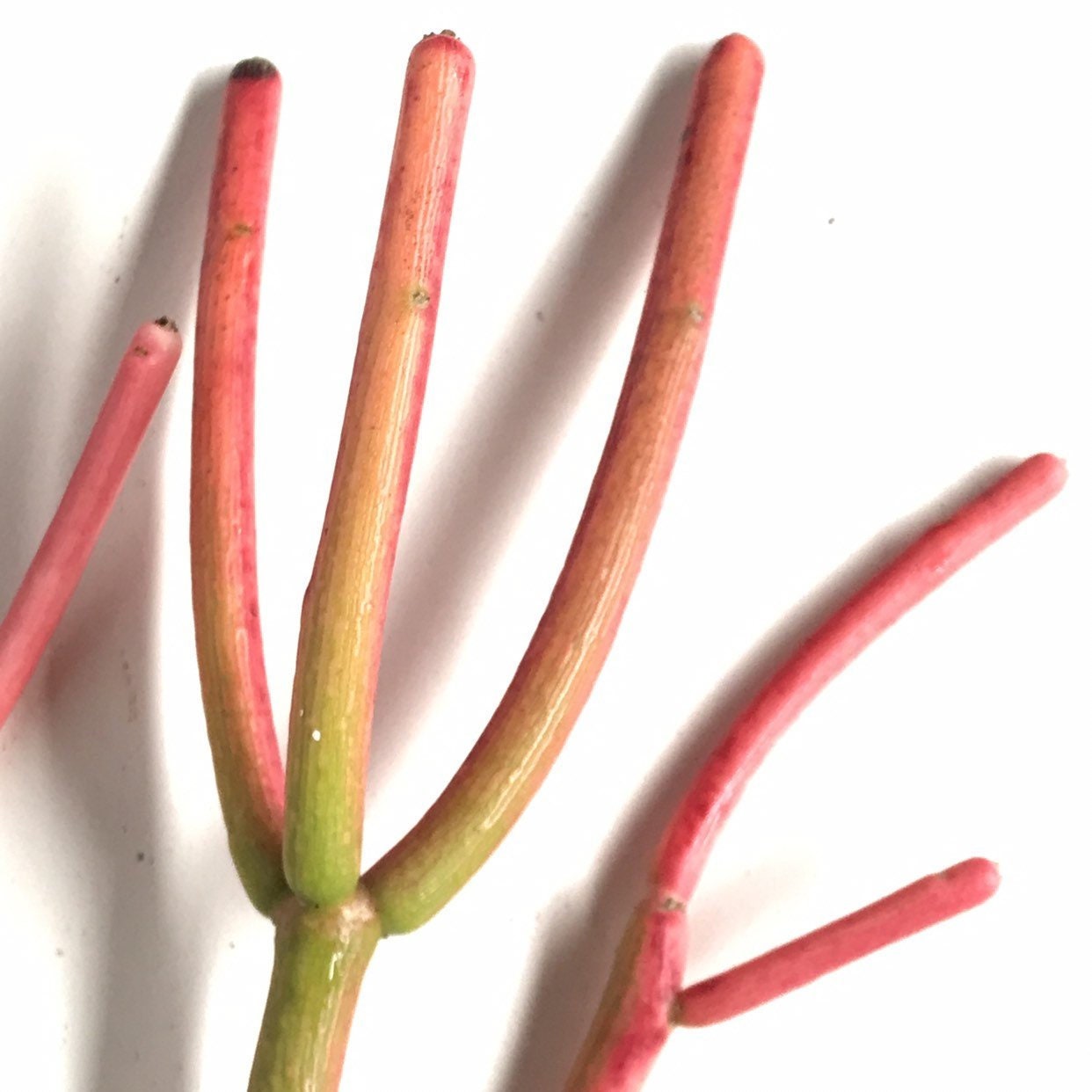 Cuttings - 'sticks of Fire' Euphorbia Tirucalli - Etsy