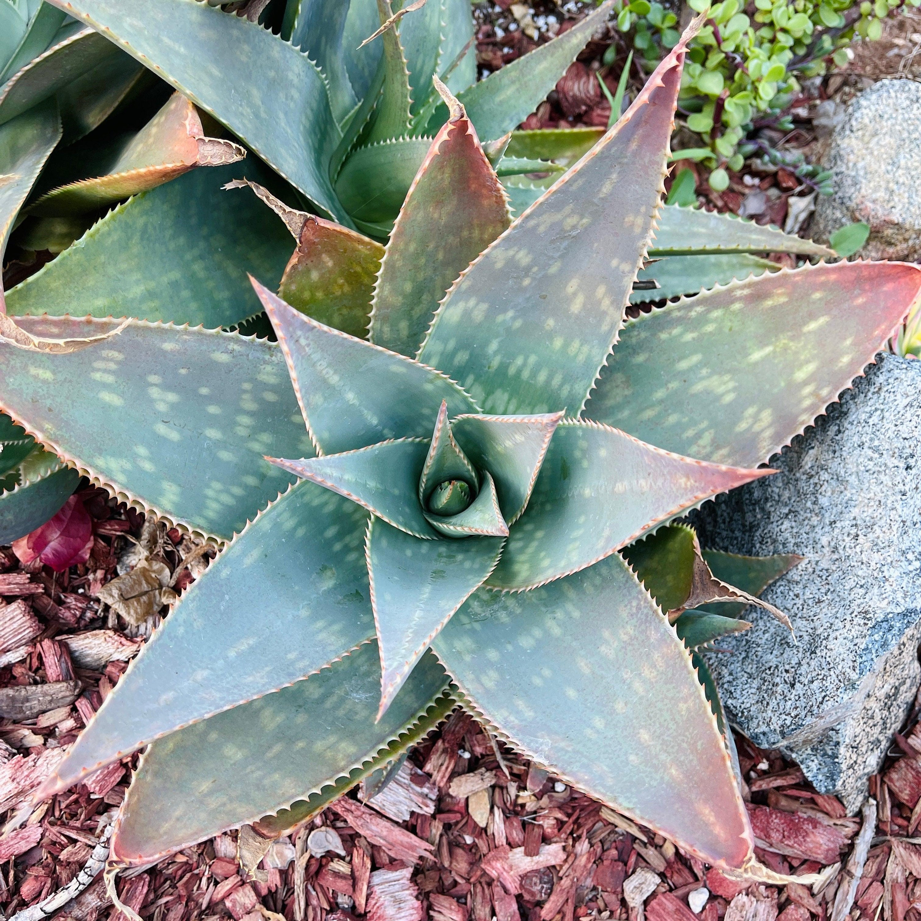 Aloe Maculata soap Aloe Easy-care Succulent Plant 6 Live - Etsy