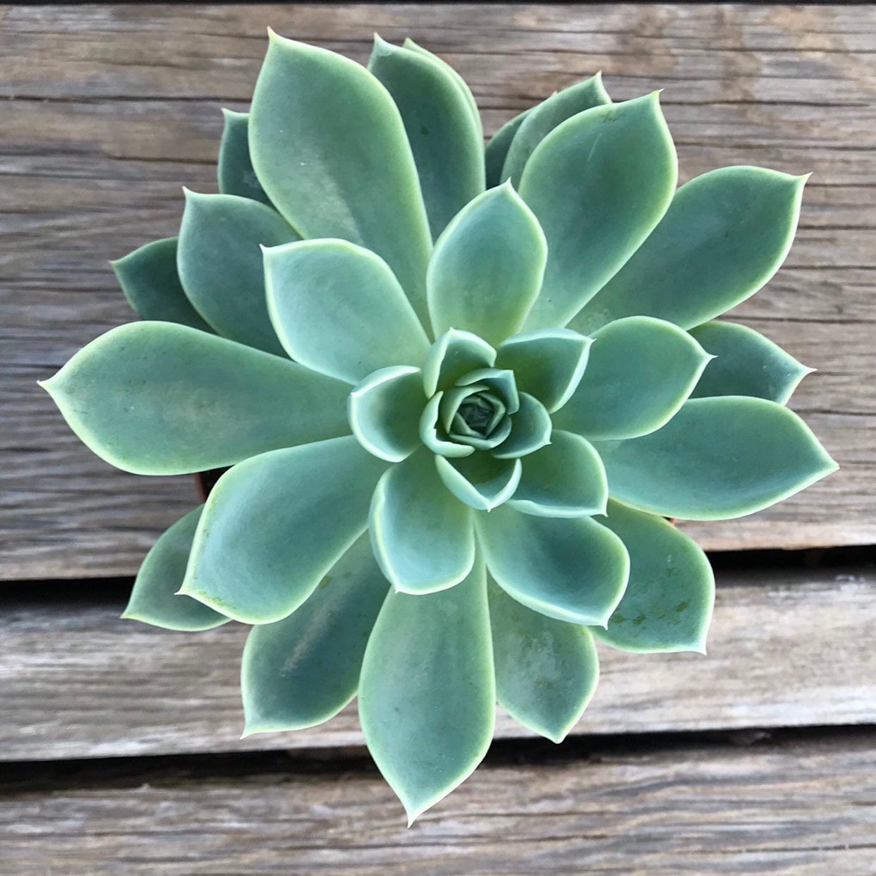 Live Rooted Succulent Echeveria Opalina Home & Living Ferns, Grasses & Bamboo etna.com.pe