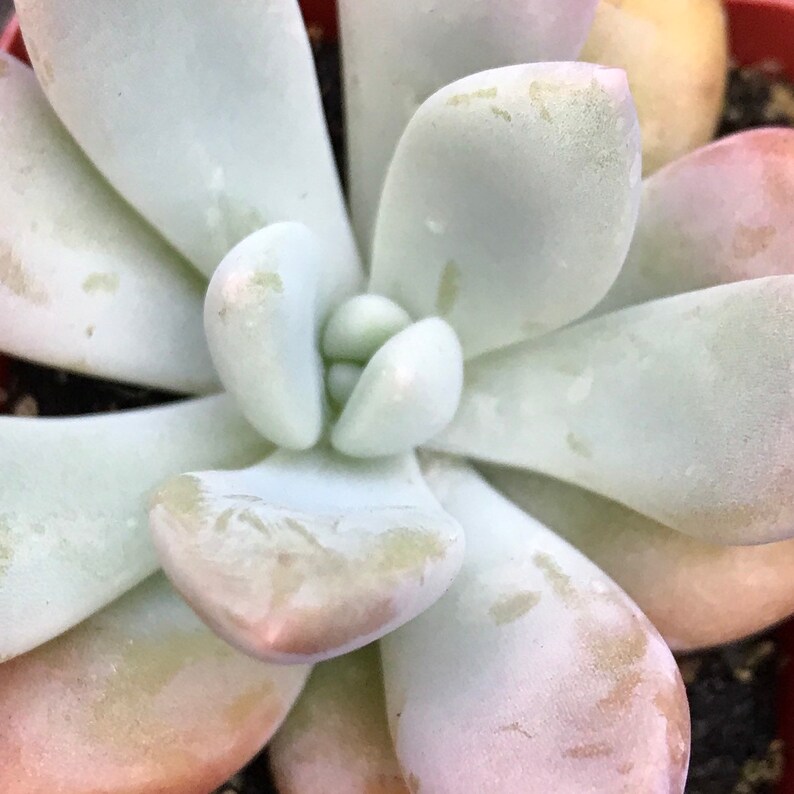 Graptoveria 'opalina' 2 Small Live Rooted - Etsy
