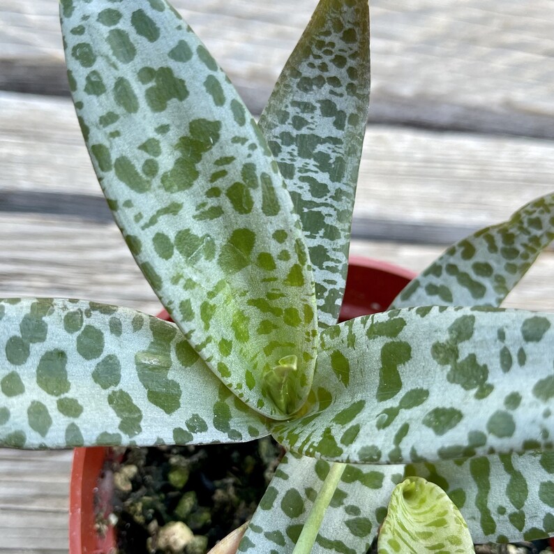 Ledebouria Socialis 'silver Squill' Live Rooted - Etsy