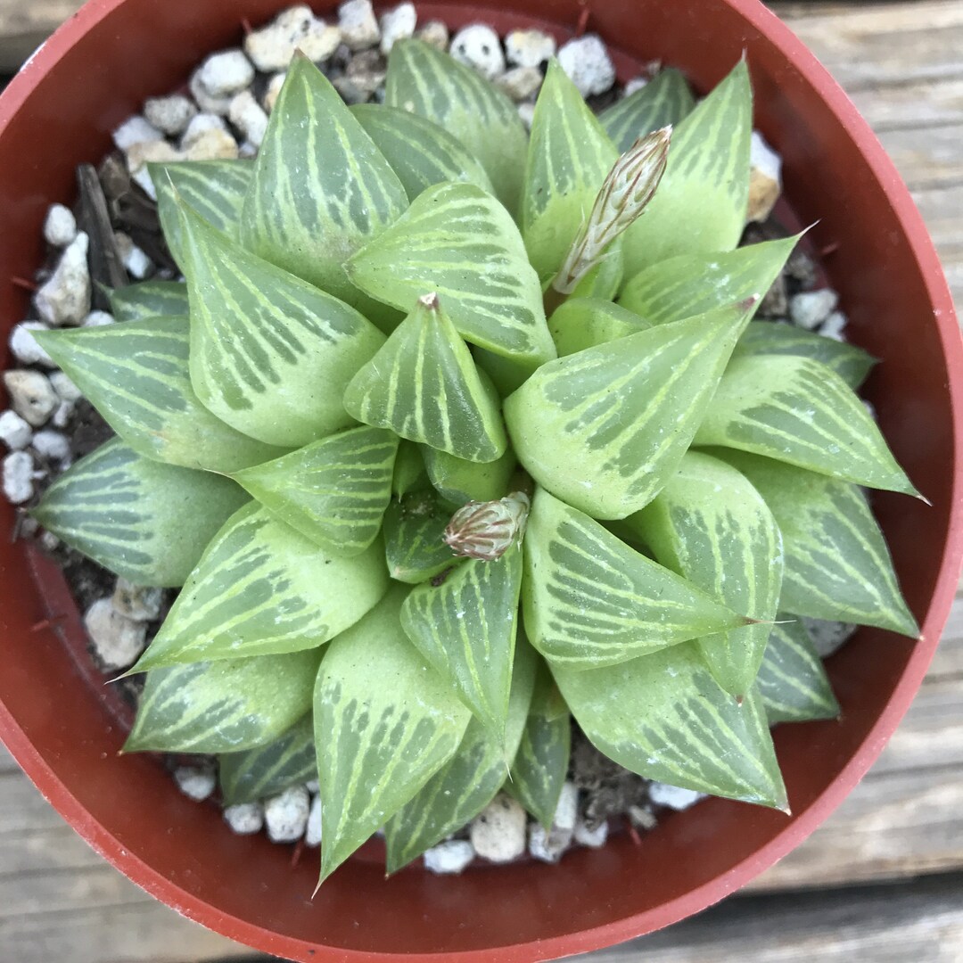 Haworthia Mirabilis Multi-head 4 Succulent Plant, House Plant, Indoor ...