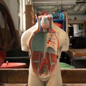 Vintage Celluloid Human Anatomy Model Small Torso - Etsy