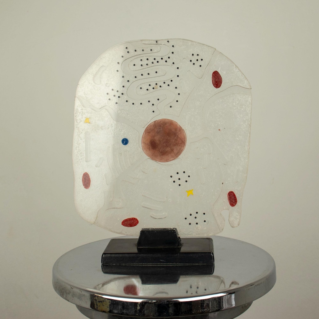 Vintage Eukaryotic Animal Cell Model - Etsy