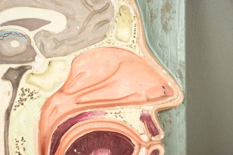 Vintage Plaster Human Head Cross Section Anatomy Model - Etsy