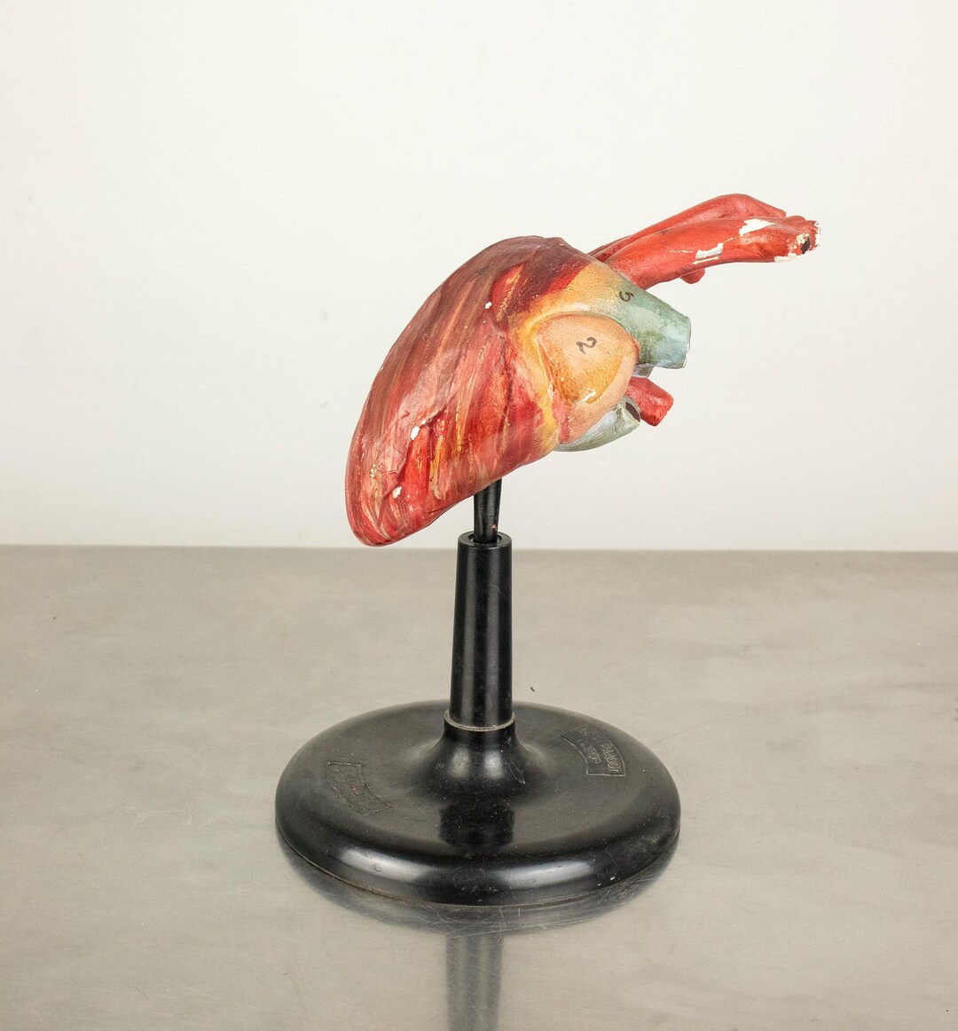 Vintage Bulgarian Reptile Heart Model - Etsy