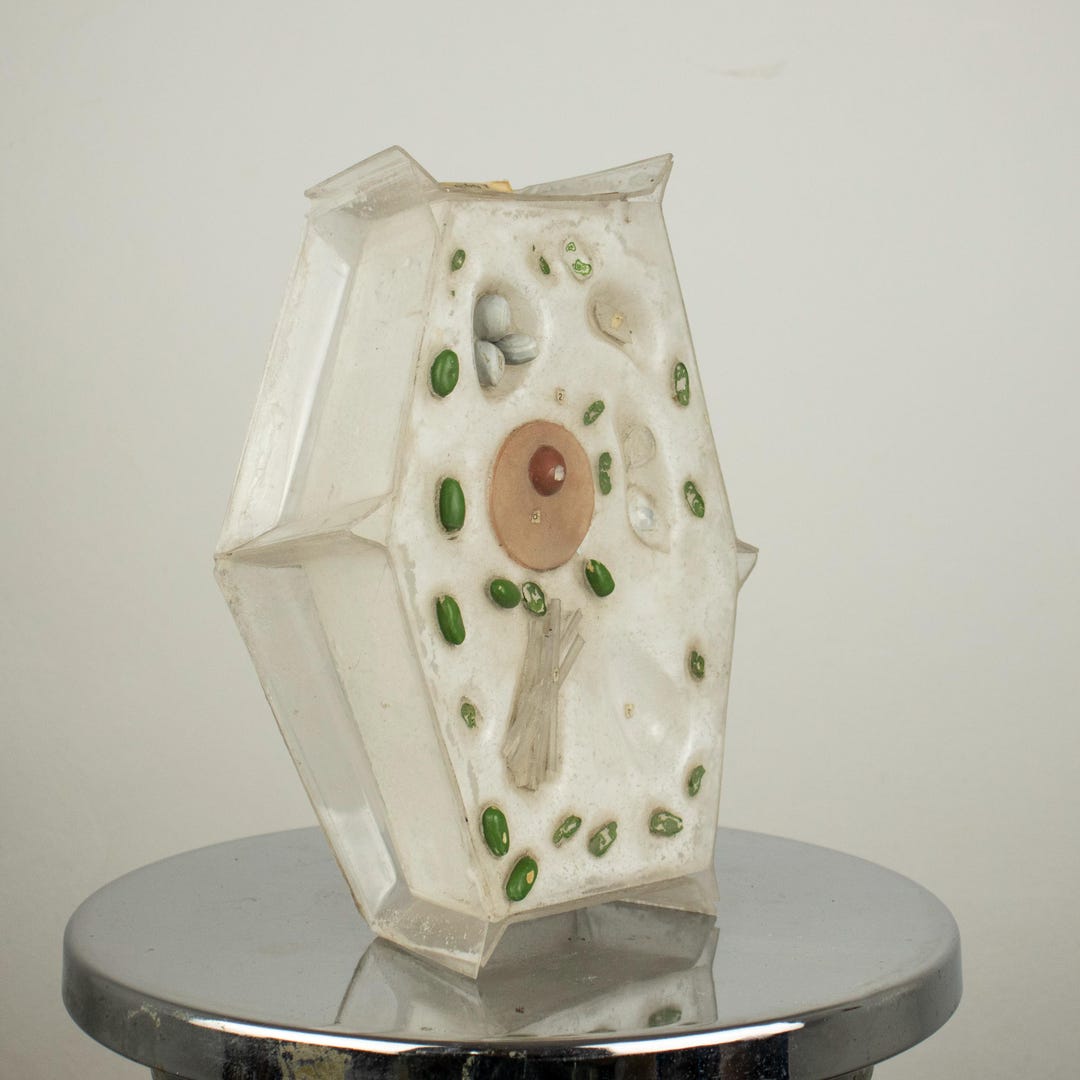 Vintage Plant Cell Model - Etsy