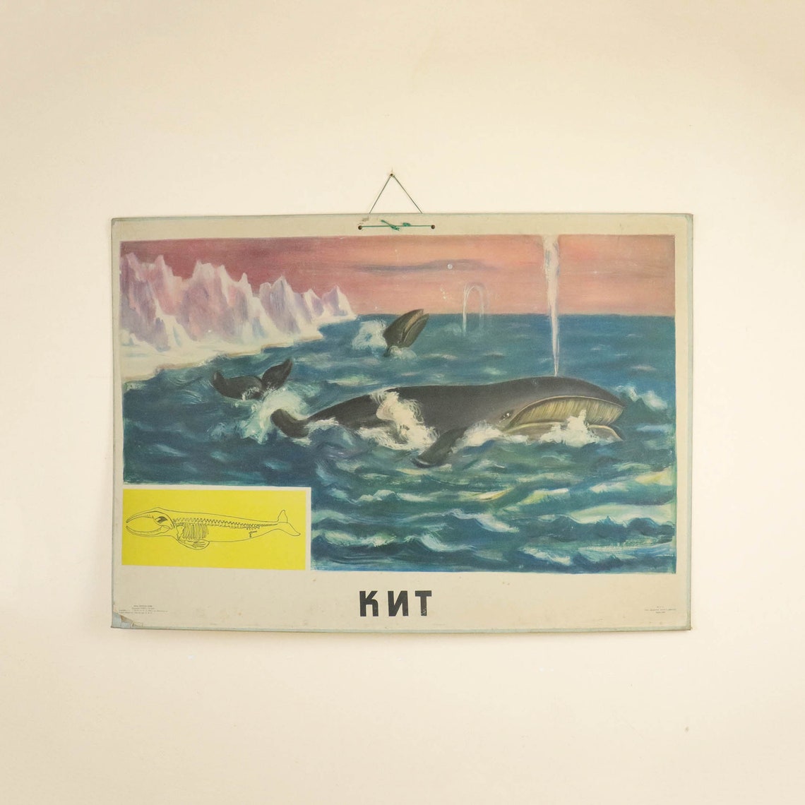 Large Vintage School Poster Whale Zoological Poster 1960s - Etsy