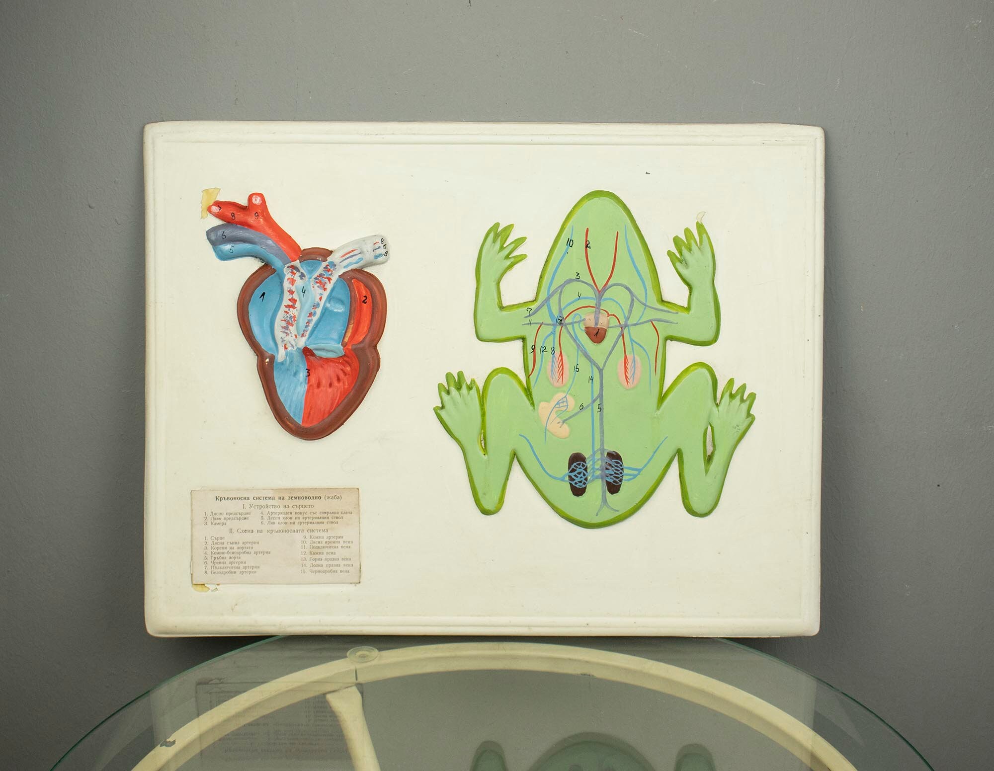 Vintage Zoology Board Circulatory System of an Amphibian - Etsy