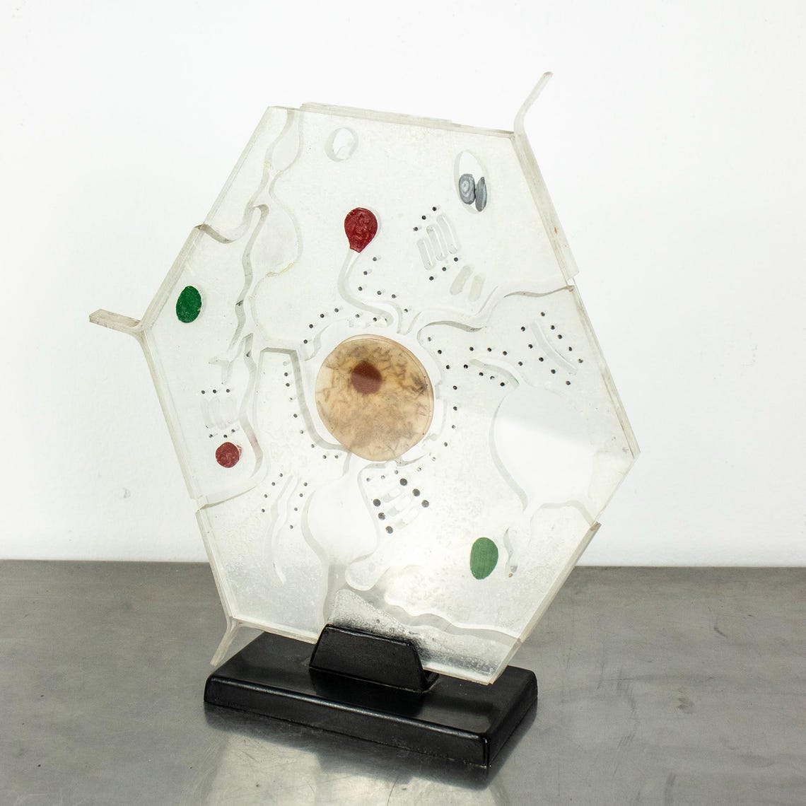 Vintage School Plant Cell Model - Etsy