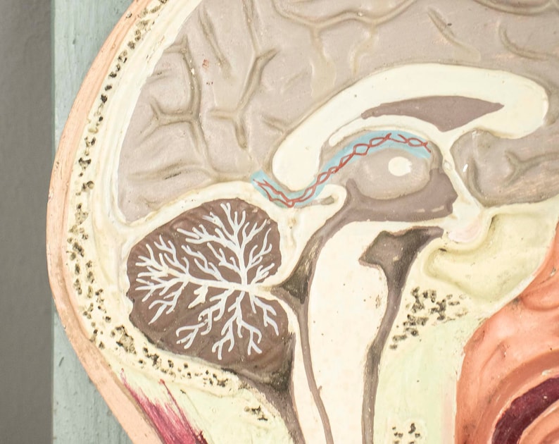 Vintage Plaster Human Head Cross Section Anatomy Model - Etsy