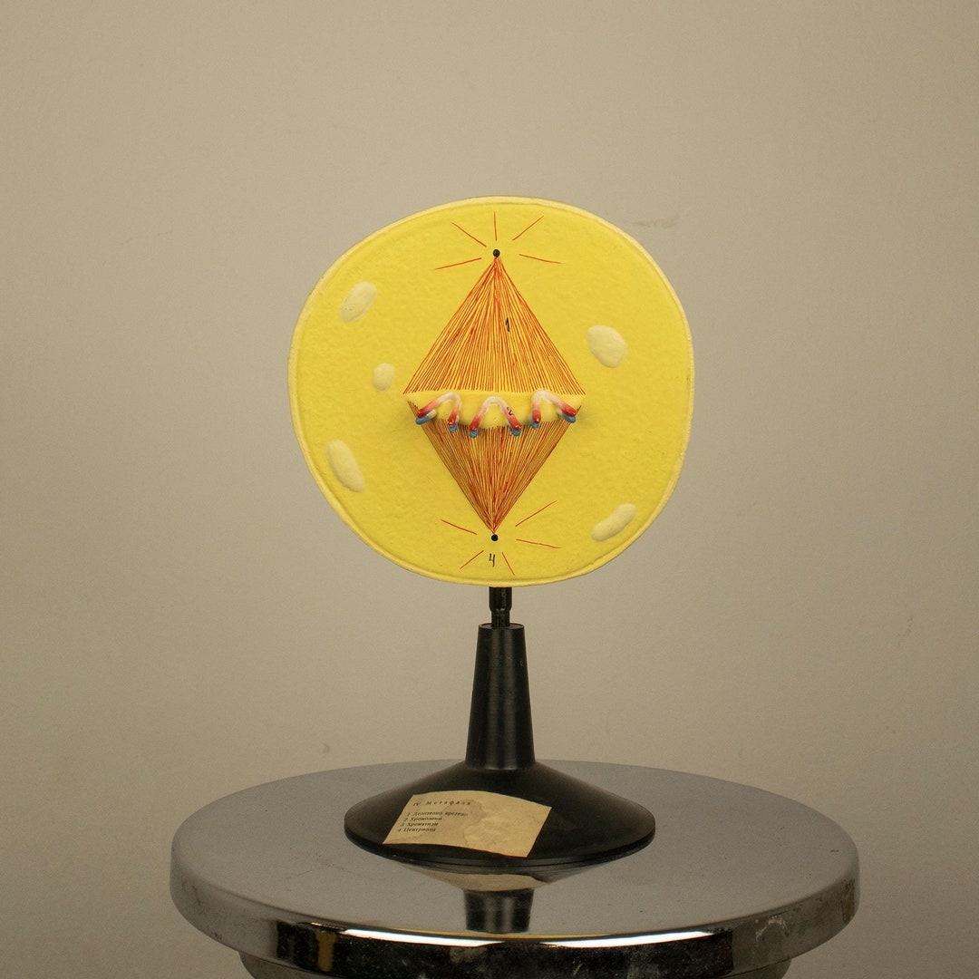 Vintage Cellulose Model of the Phase Metaphase of Cell Division ...