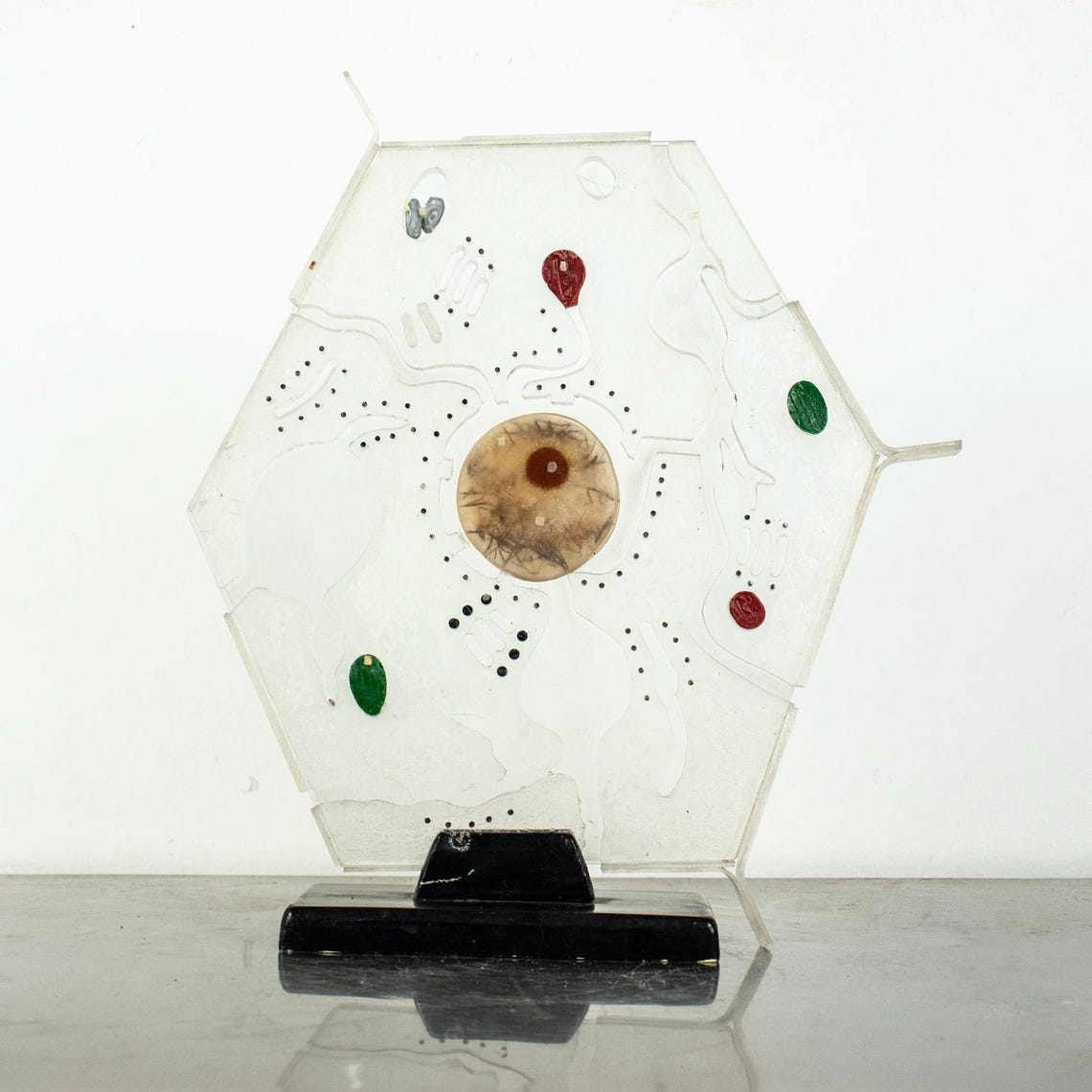 Vintage School Plant Cell Model - Etsy
