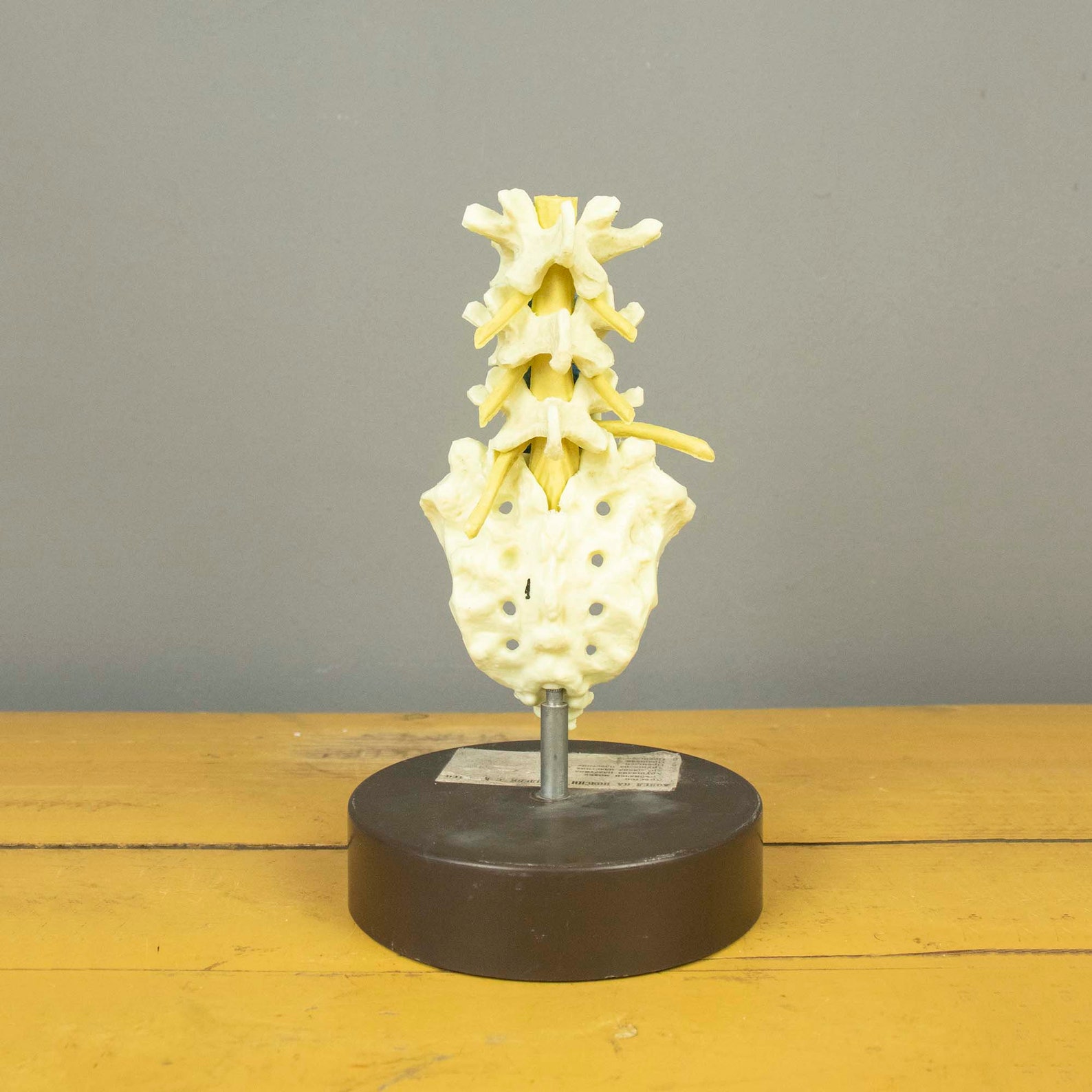 Vintage Anatomical Model of the Human's Lower Back - Etsy