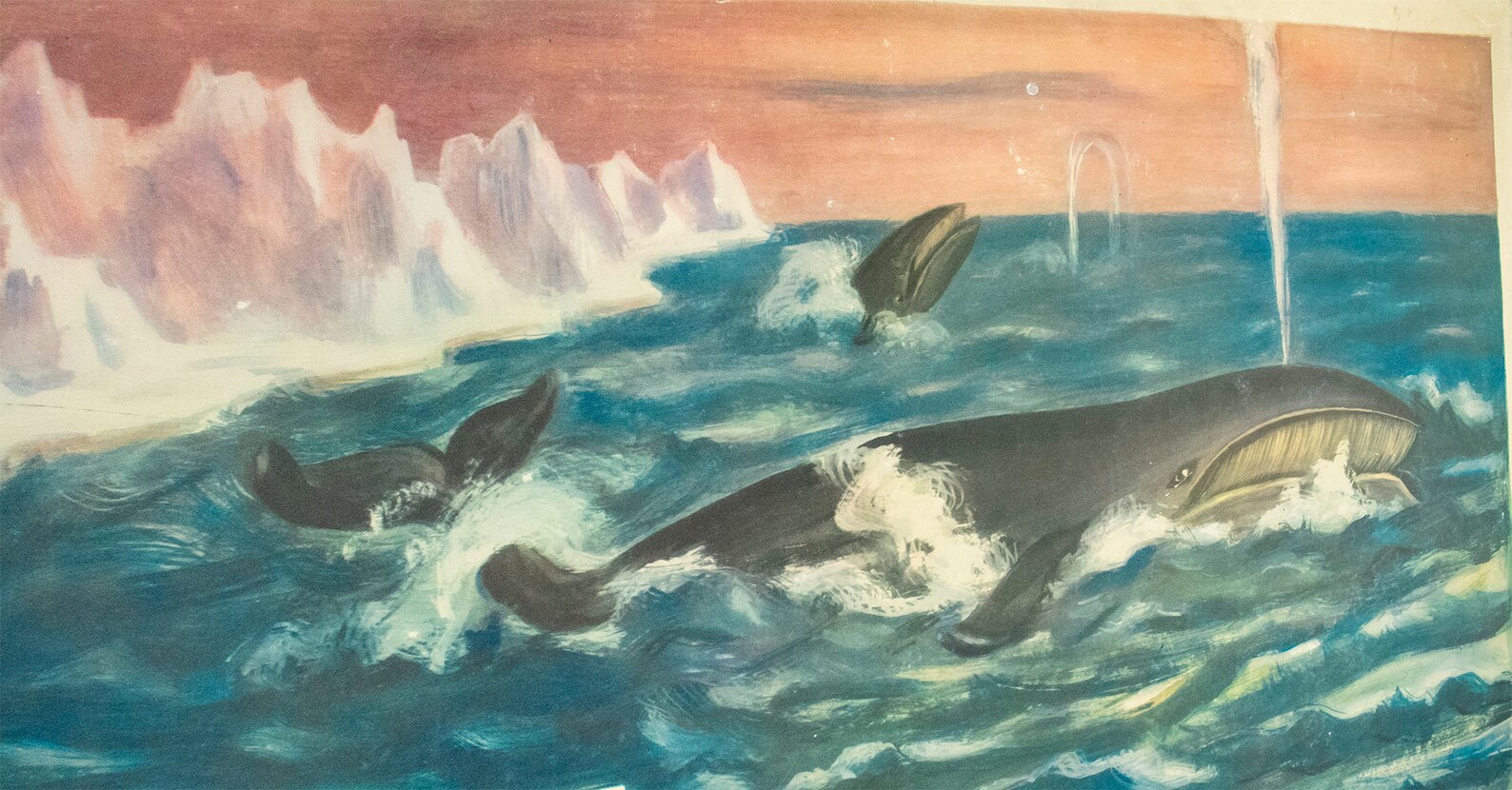 Large Vintage School Poster Whale Zoological Poster 1960s - Etsy