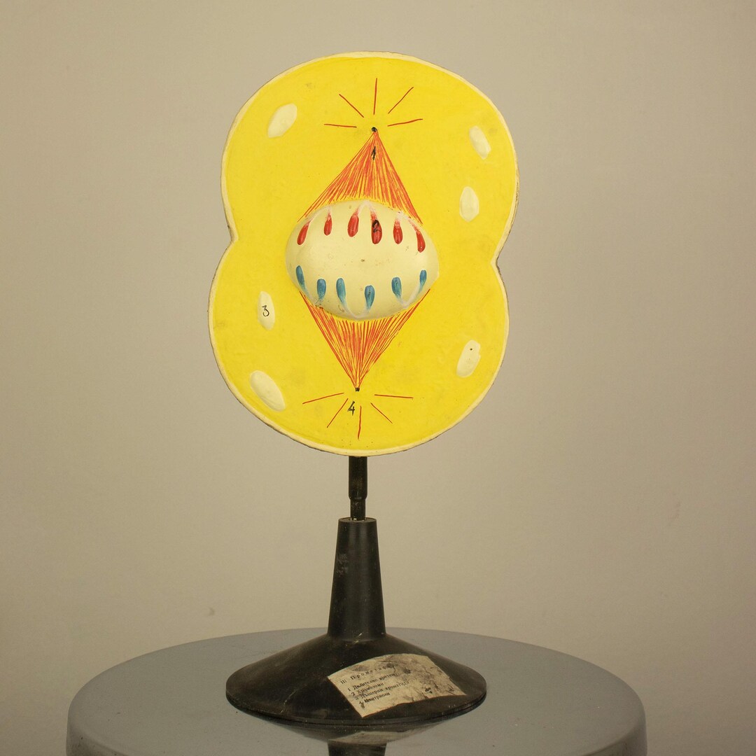 Vintage Cellulose Model of the Phase Prometaphase of Cell Division ...