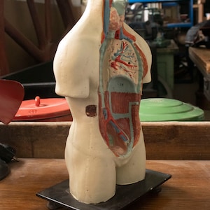 Vintage Celluloid Human Anatomy Model Small Torso - Etsy