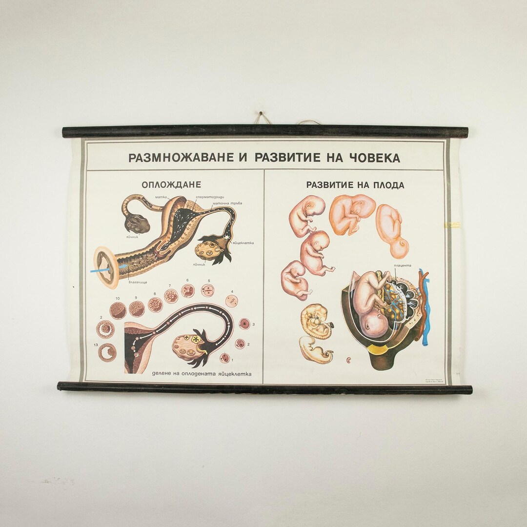 Vintage Bulgarian Educational Poster of Human Reproduction and ...