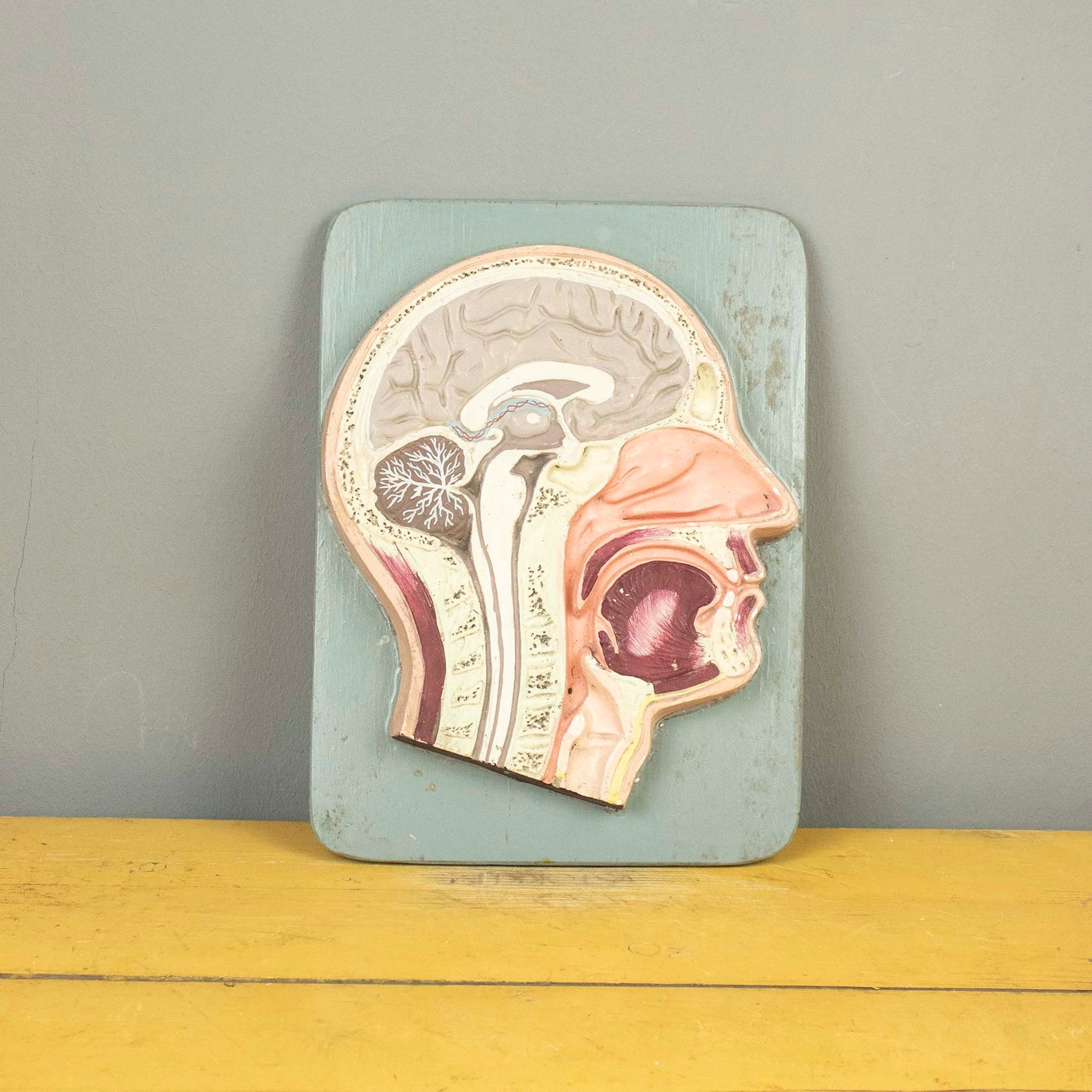 Vintage Plaster Human Head Cross Section Anatomy Model - Etsy